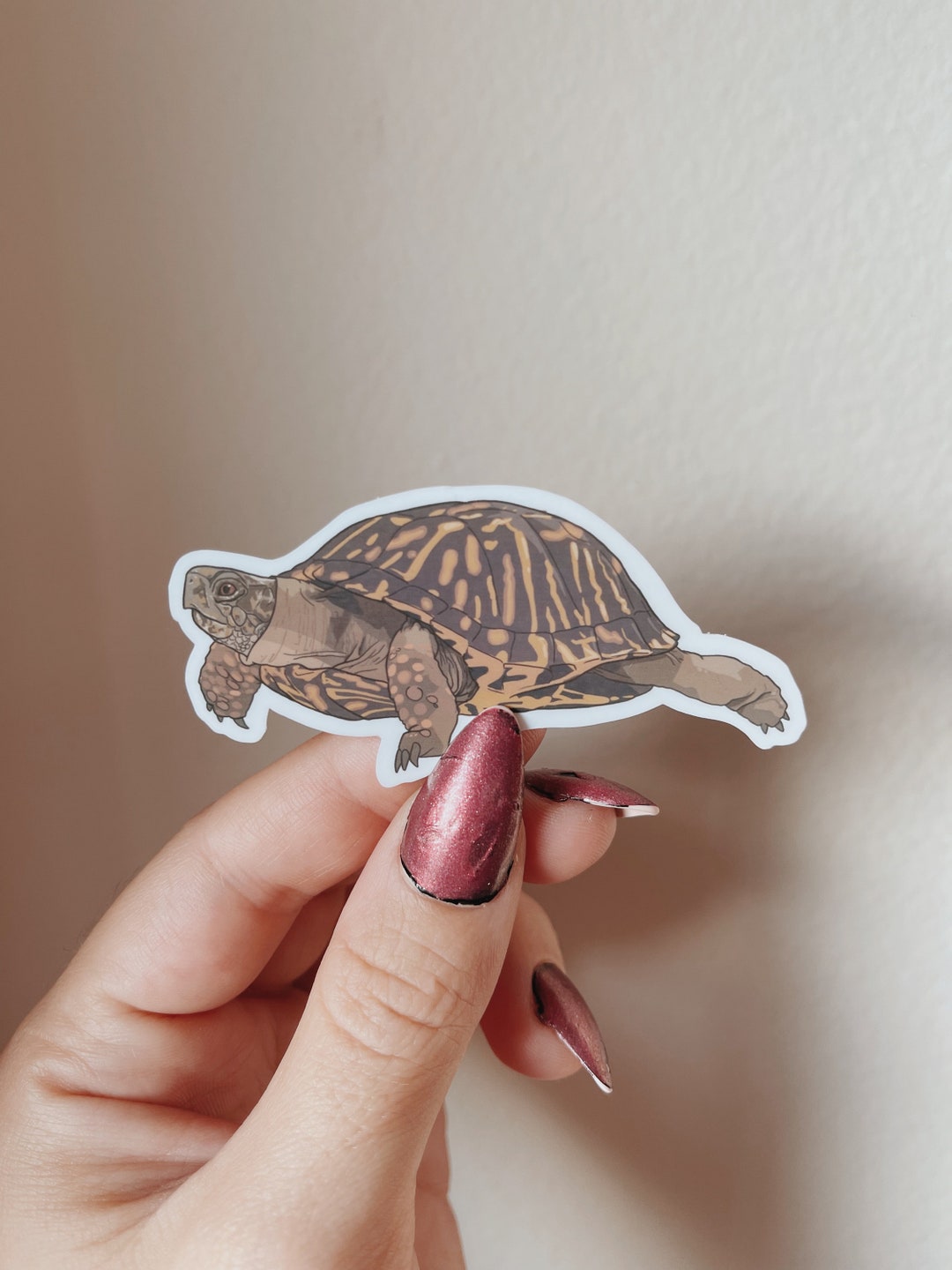 Box Turtle Sticker - Etsy