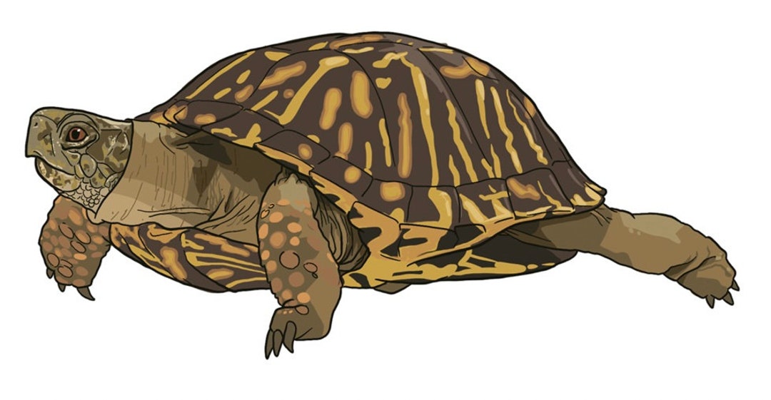 Custom Turtle Sticker for Allison - Etsy