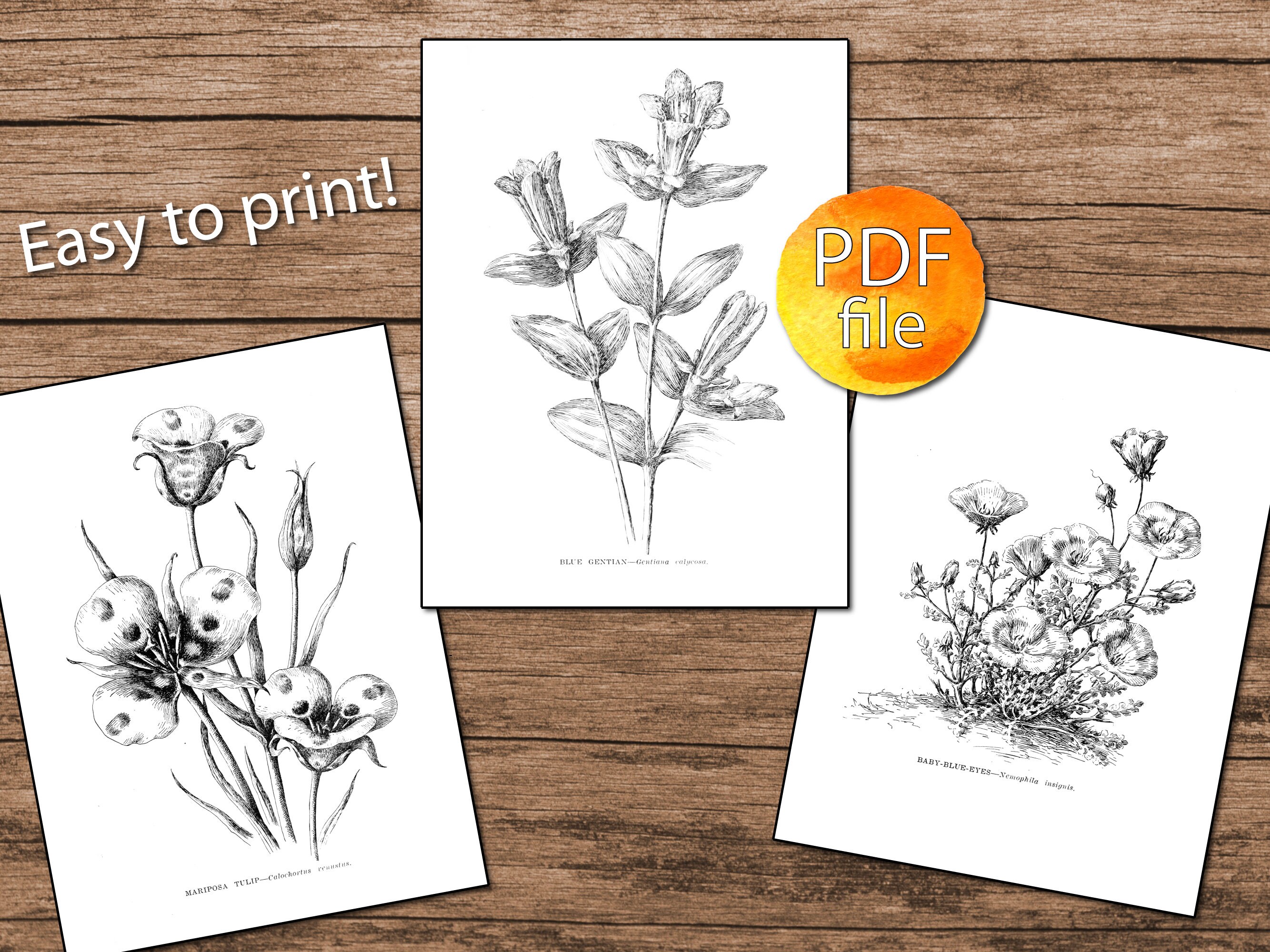 Vintage Botanical Coloring Book | Floral Coloring Pages | Plant ...