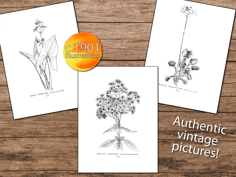 Vintage Botanical Coloring Book | Floral Coloring Pages | Plant ...