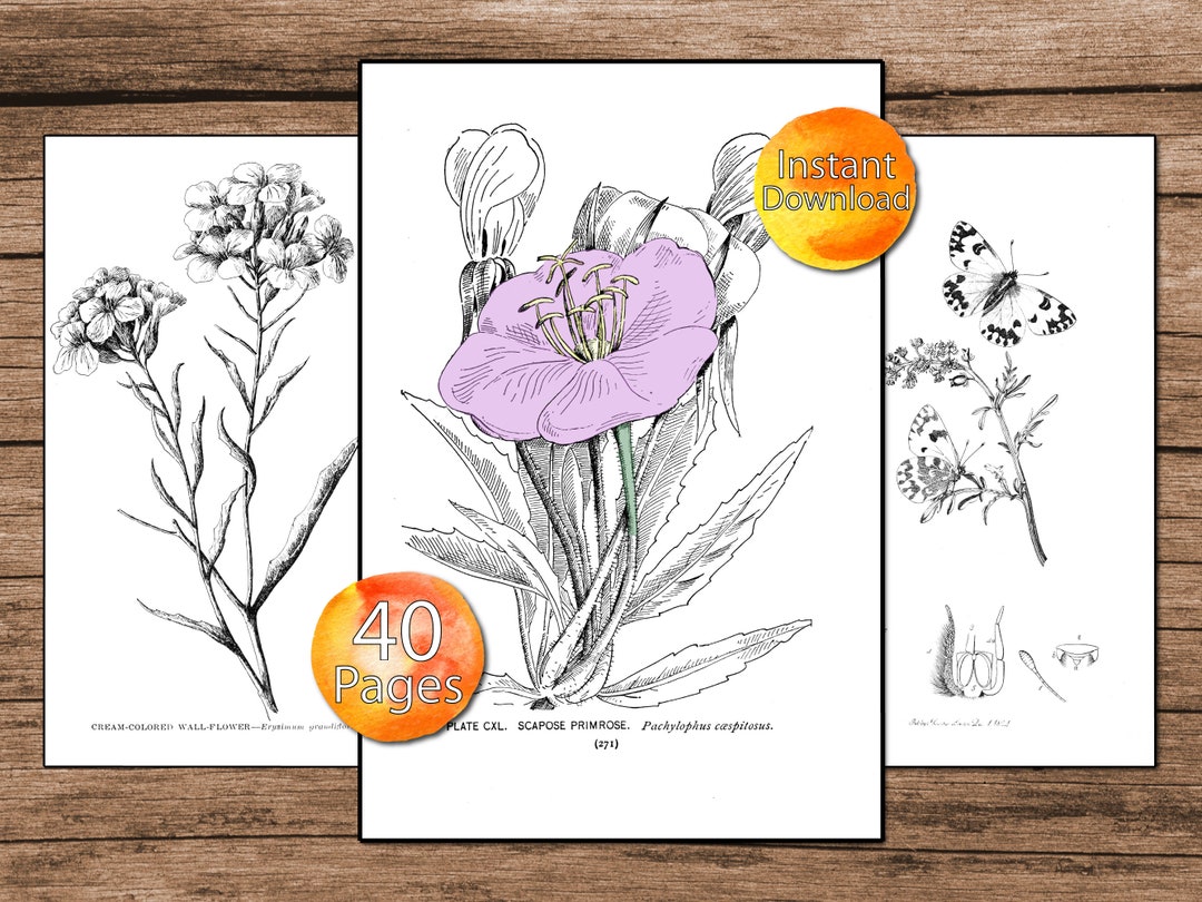 Vintage Botanical Coloring Book | Floral Coloring Pages | Plant ...