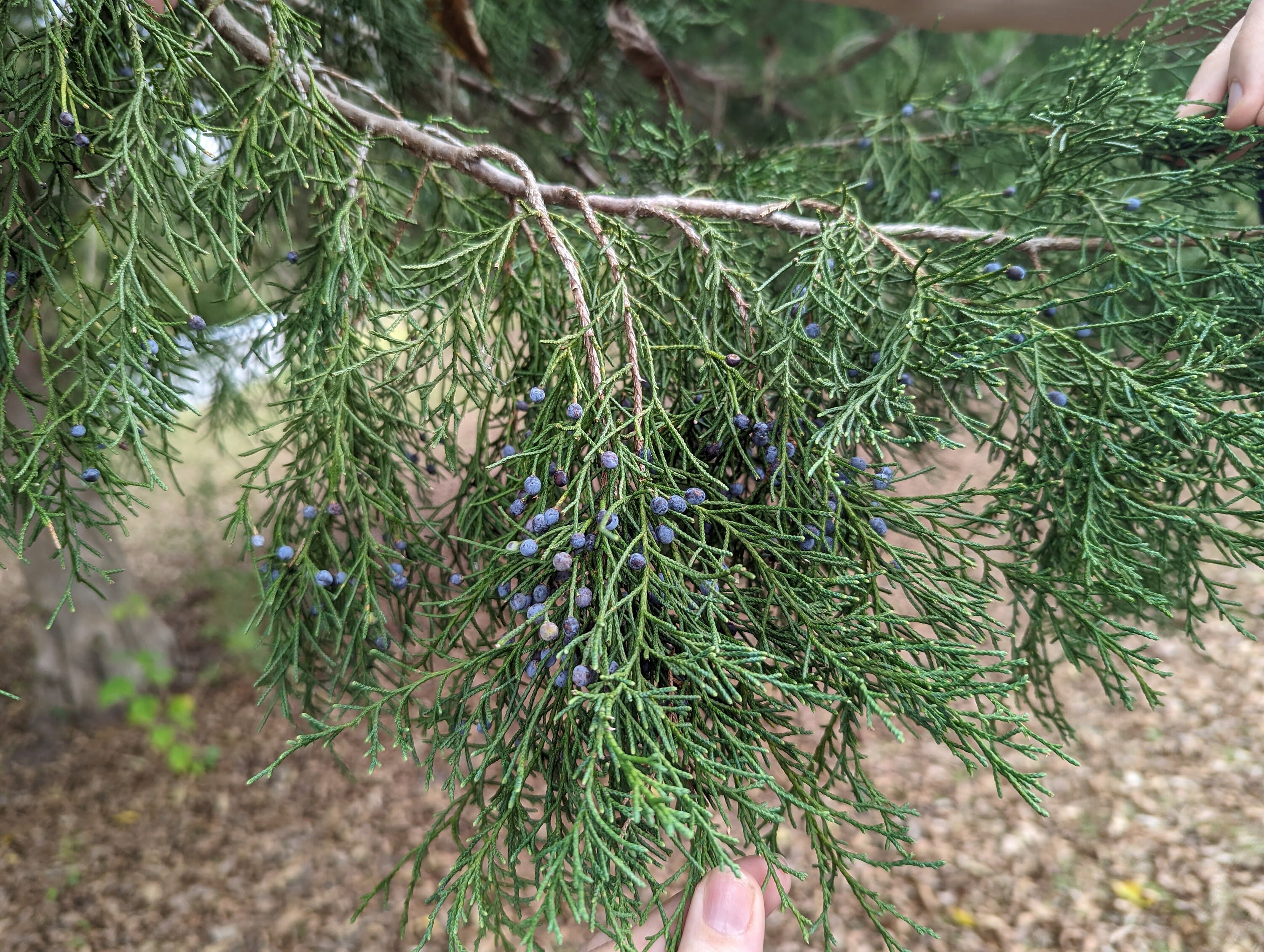 Fresh Cut Cedar Branches Cut to Order Eastern Red Cedar Holiday ...