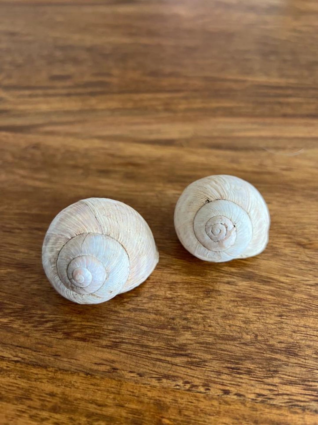 2 Garden Snail Shells - Empty, Clean, Untreated Snail Shells (approx. 4 ...