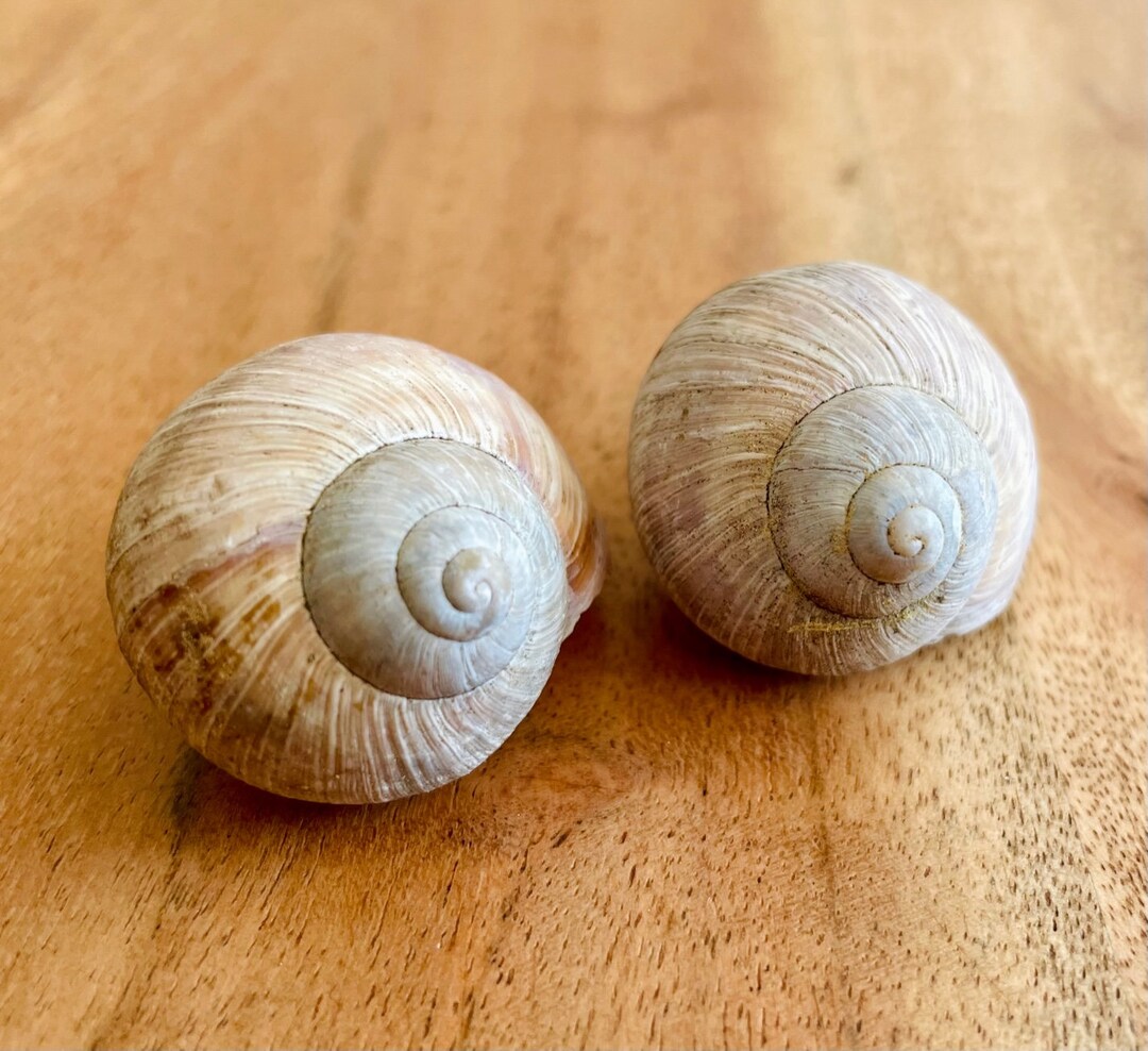 2 Snail Shells of Roman Snails - Snail Shell, Shell Empty, Clean ...