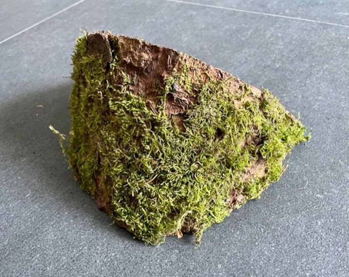 Piece of Bark - Bark, Natural Wood, Tree Bark - Curved, Tunnel, Dry ...