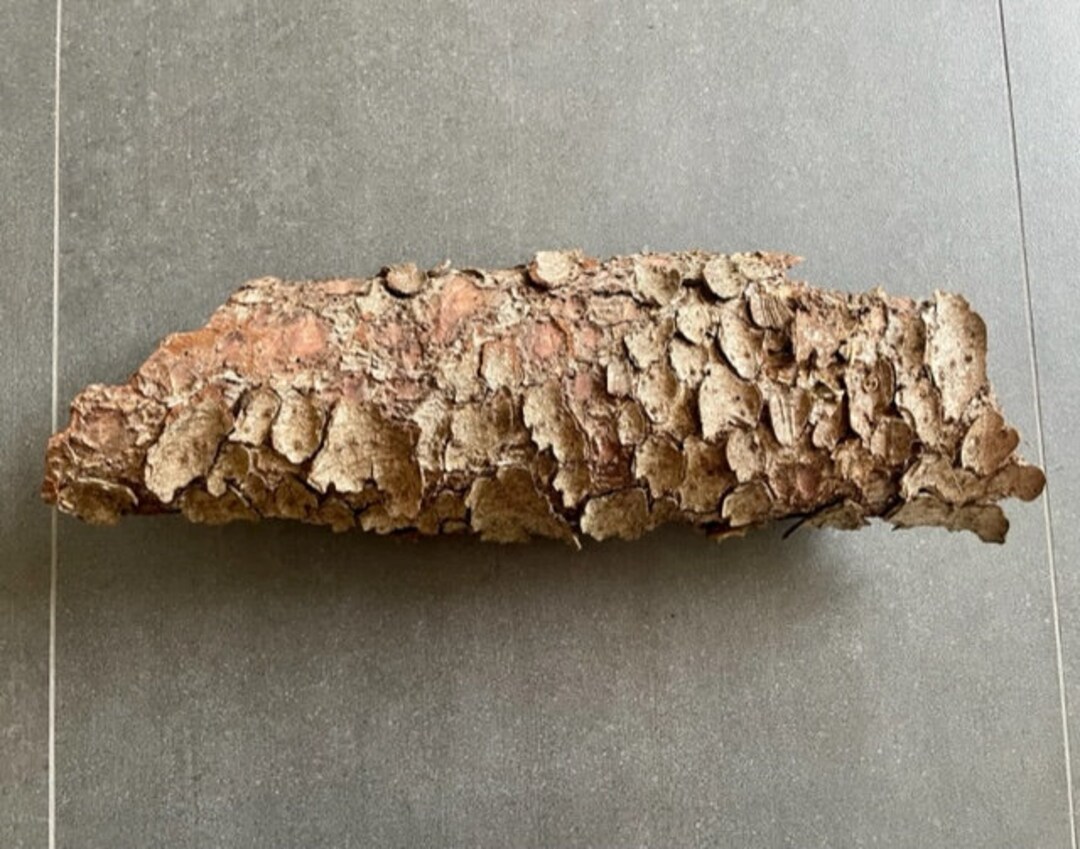 Piece of Bark Bark, Natural Wood, Tree Bark Dry, Untreated for ...