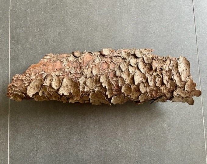Piece of Bark - Bark, Natural Wood, Tree Bark - Dry, Untreated - for ...