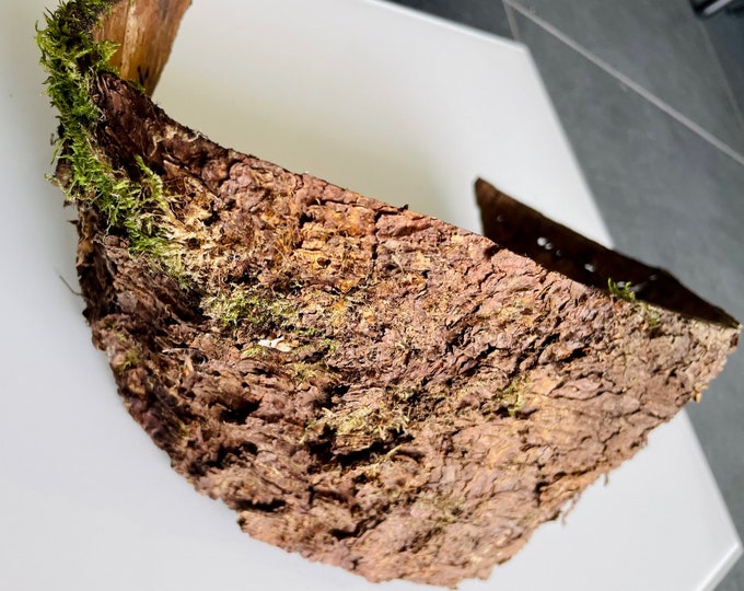 Piece of Bark - Bark, Natural Wood, Tree Bark - Curved, Tunnel, Dry ...