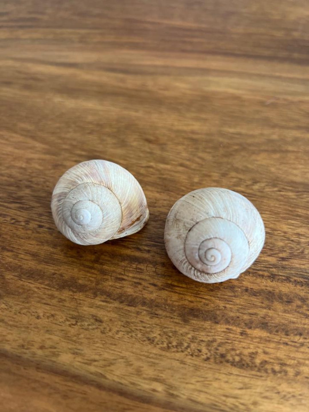 2 Garden Snail Shells - Empty, Clean, Untreated Snail Shells (approx. 4 ...