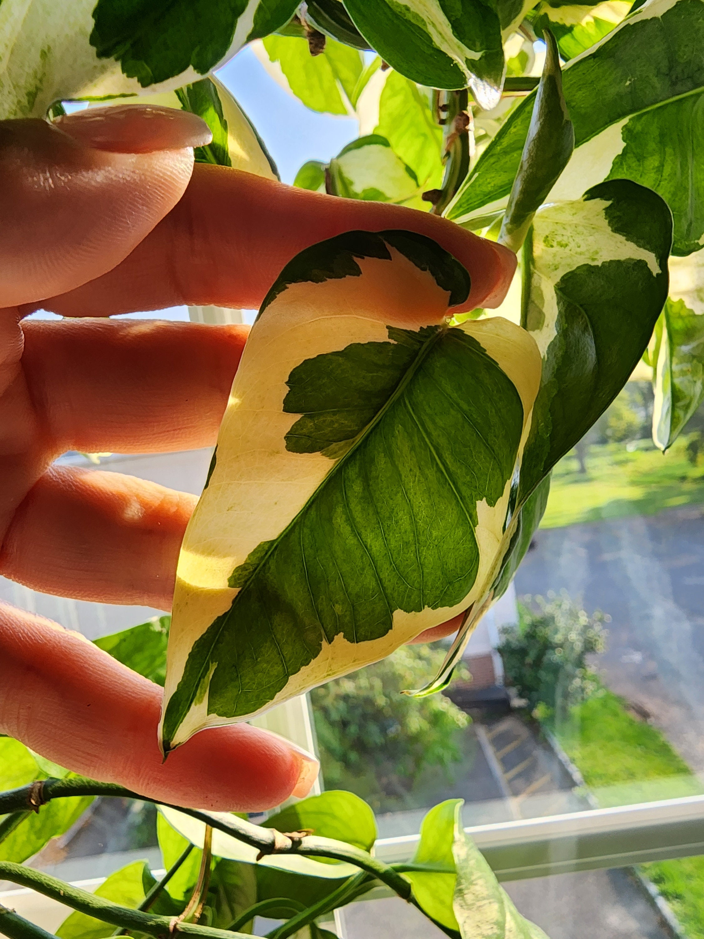 Pearls and Jade Pothos Nodes for Sale - Etsy