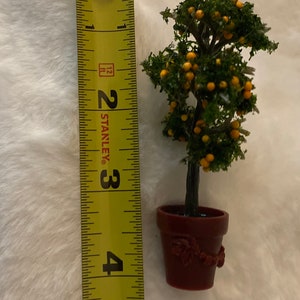 Miniature Orange Tree, Small Orange Tree, Miniature Tree - Etsy