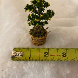 Miniature Lemon Tree, Small Lemon Tree, Miniature Tree - Etsy