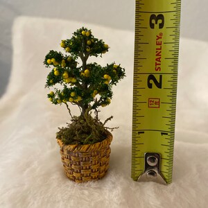 Miniature Lemon Tree, Small Lemon Tree, Miniature Tree - Etsy