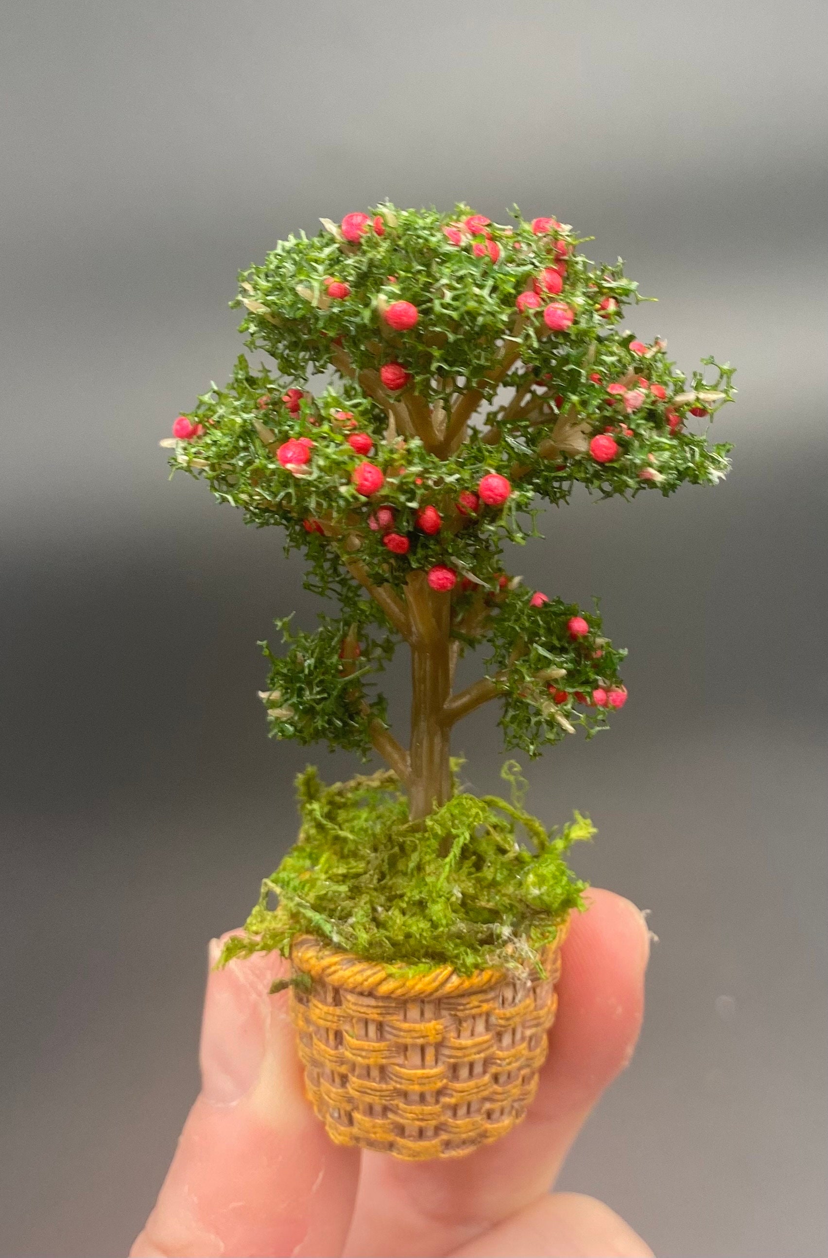 Miniature Apple Tree, Small Apple Tree, Miniature Tree - Etsy