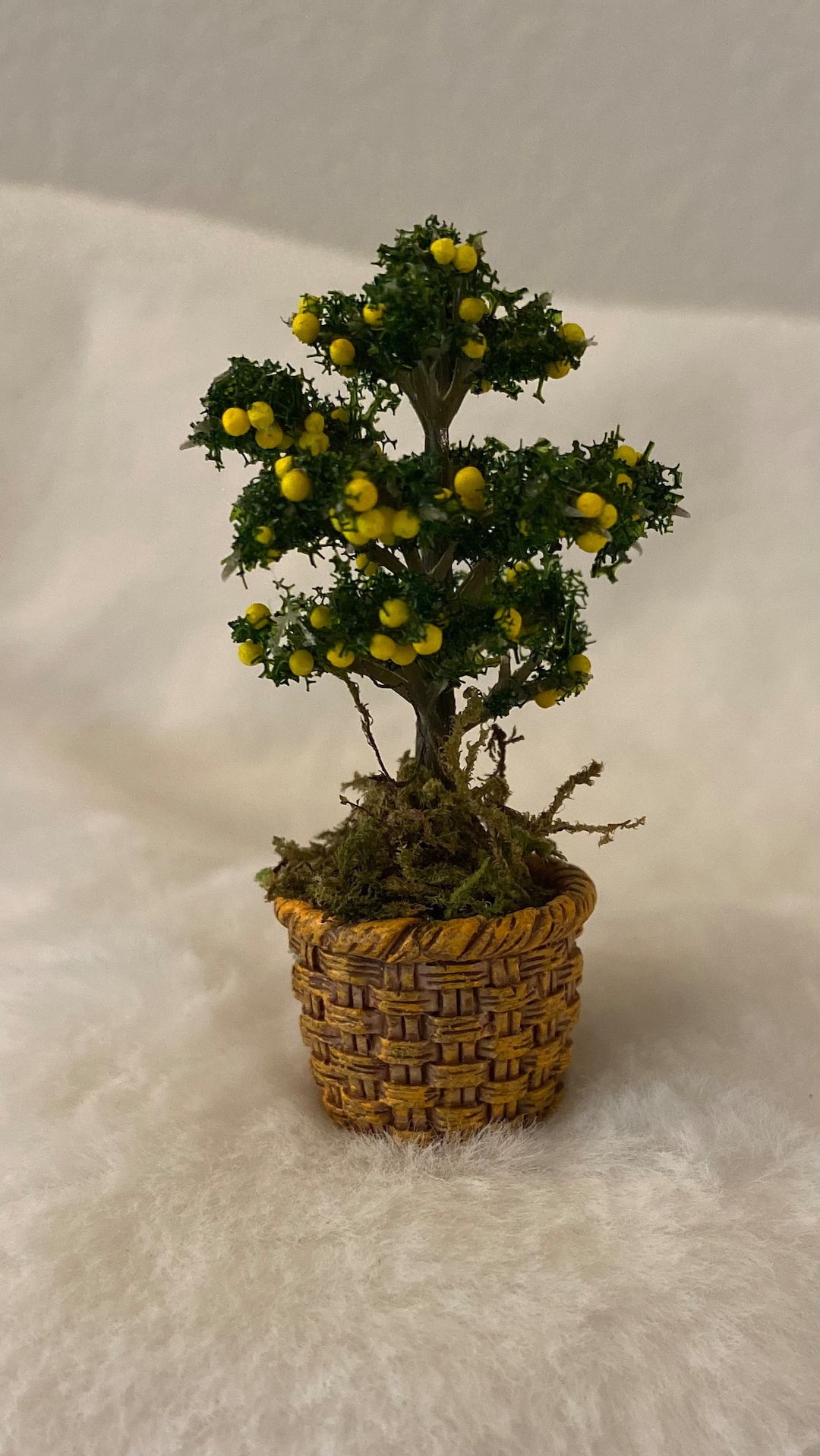 Miniature Lemon Tree, Small Lemon Tree, Miniature Tree - Etsy