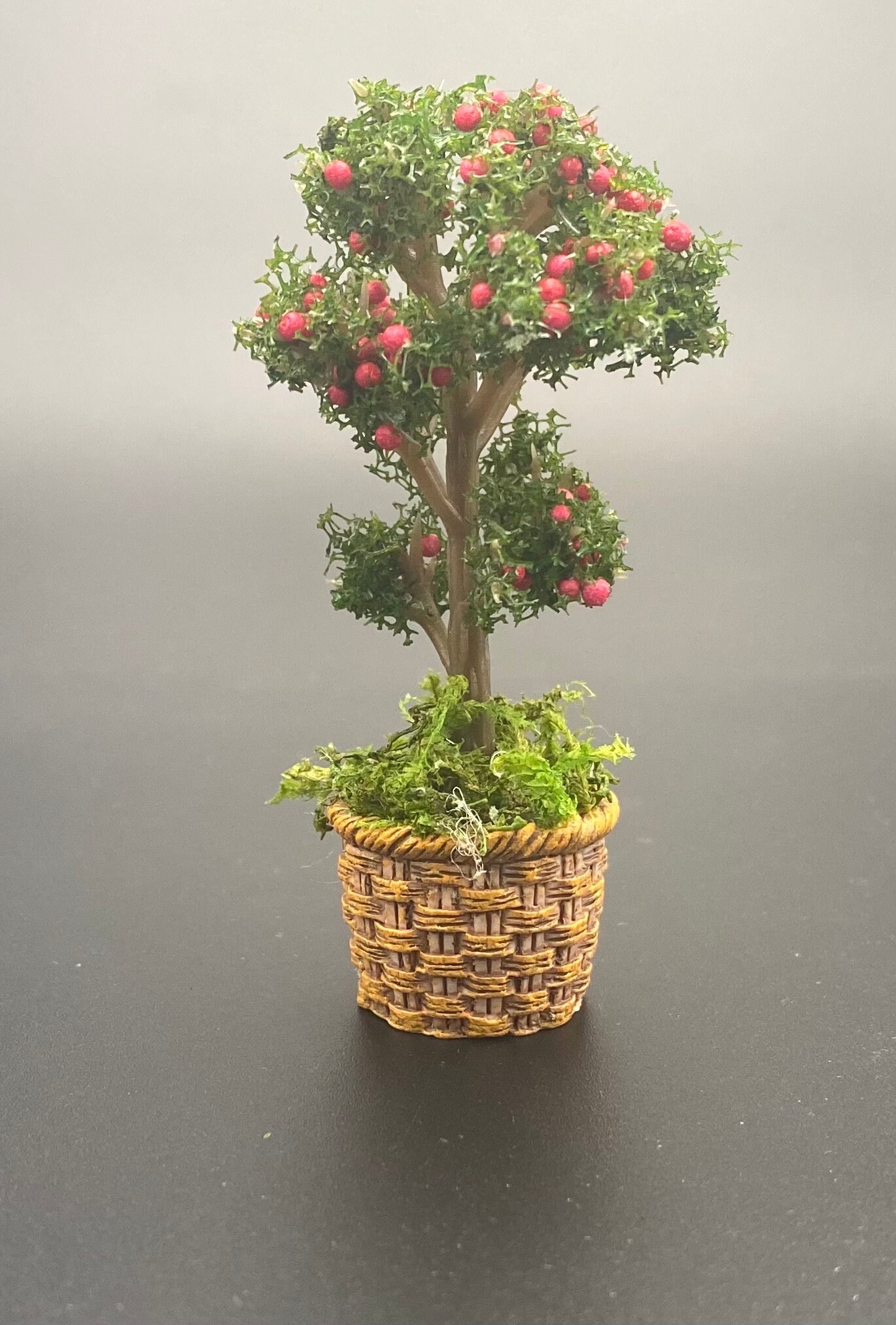 Miniature Apple Tree, Small Apple Tree, Miniature Tree - Etsy