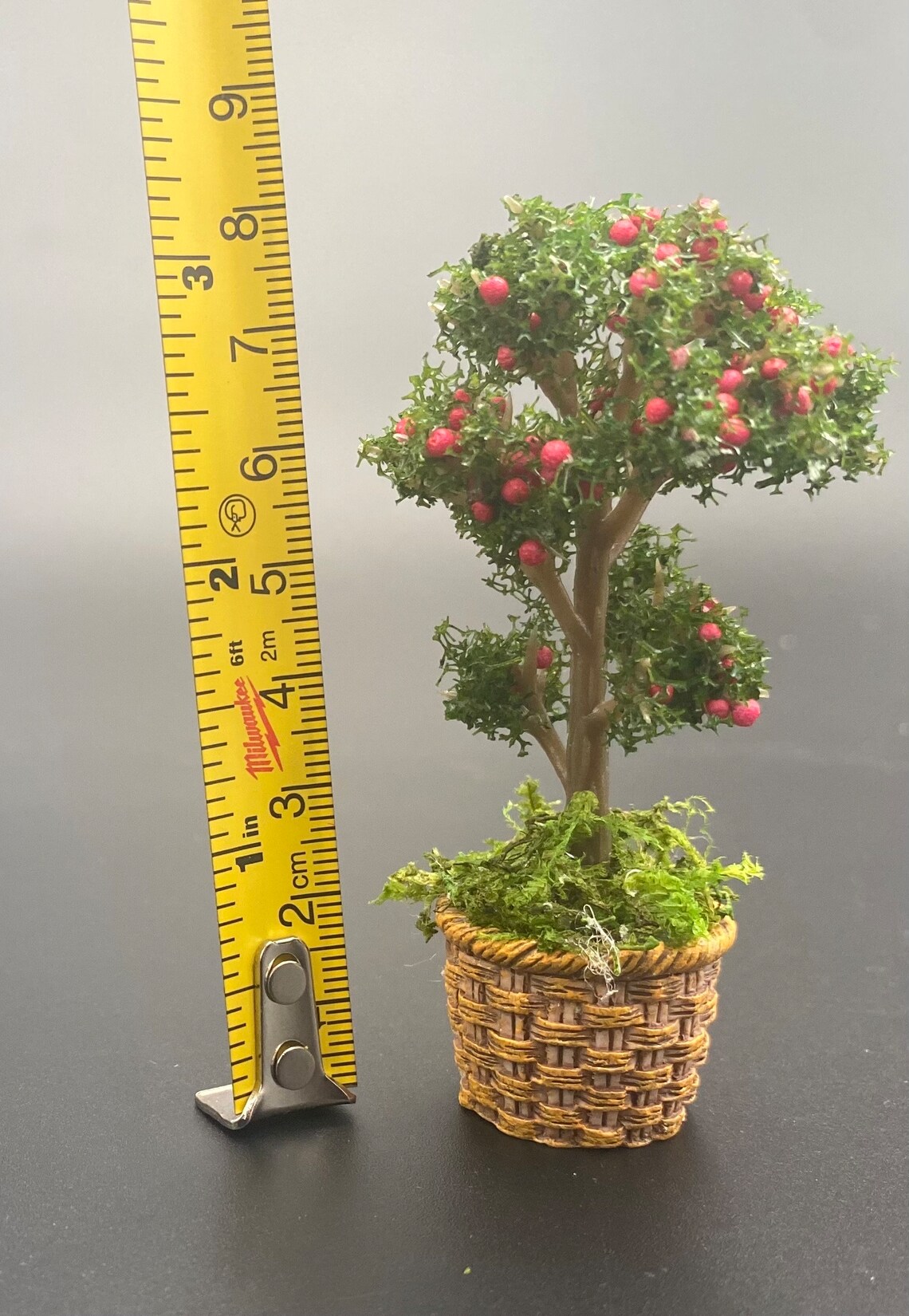 Miniature Apple Tree, Small Apple Tree, Miniature Tree - Etsy