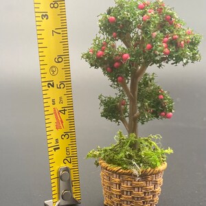 Miniature Apple Tree, Small Apple Tree, Miniature Tree - Etsy