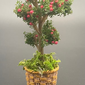 Miniature Apple Tree, Small Apple Tree, Miniature Tree - Etsy