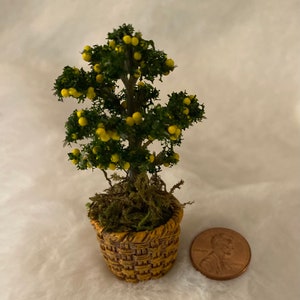 Miniature Lemon Tree, Small Lemon Tree, Miniature Tree - Etsy