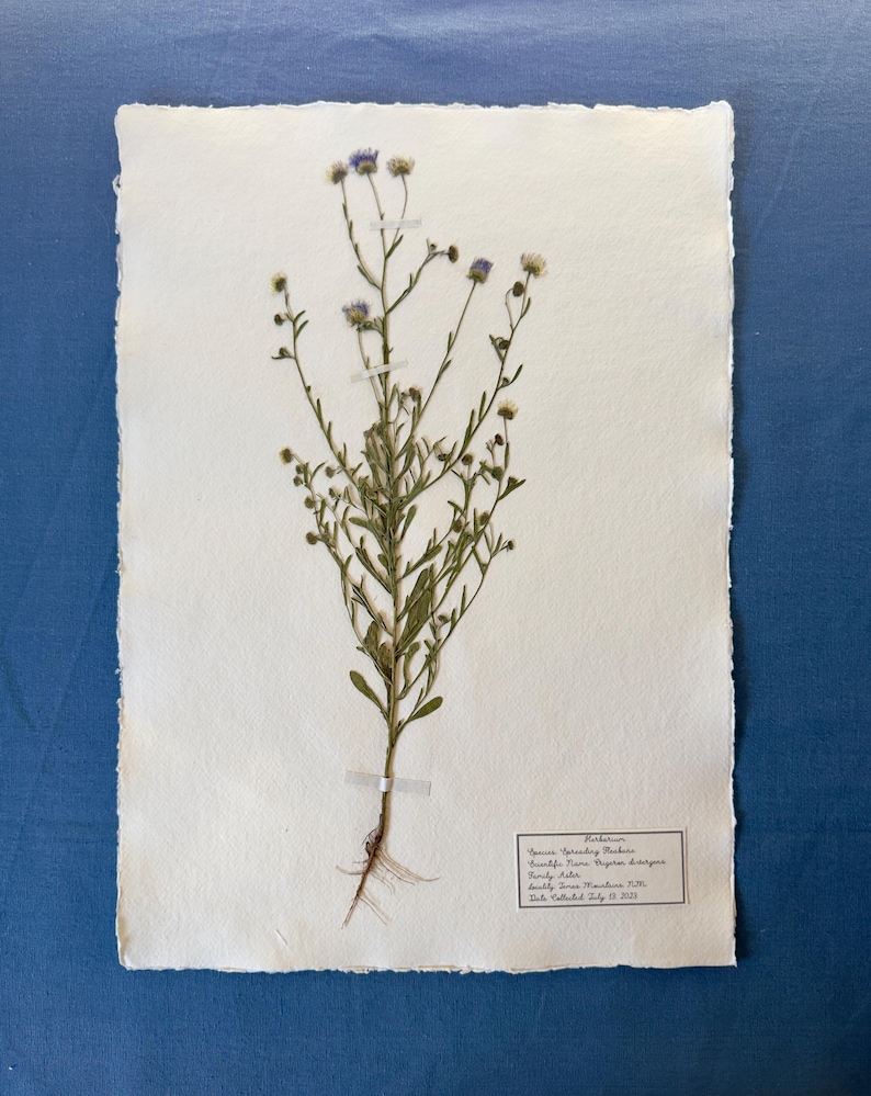 Pressed Plant Art Purple Aster Wildflower Botanic Wall Hanging (16.5x12 ...
