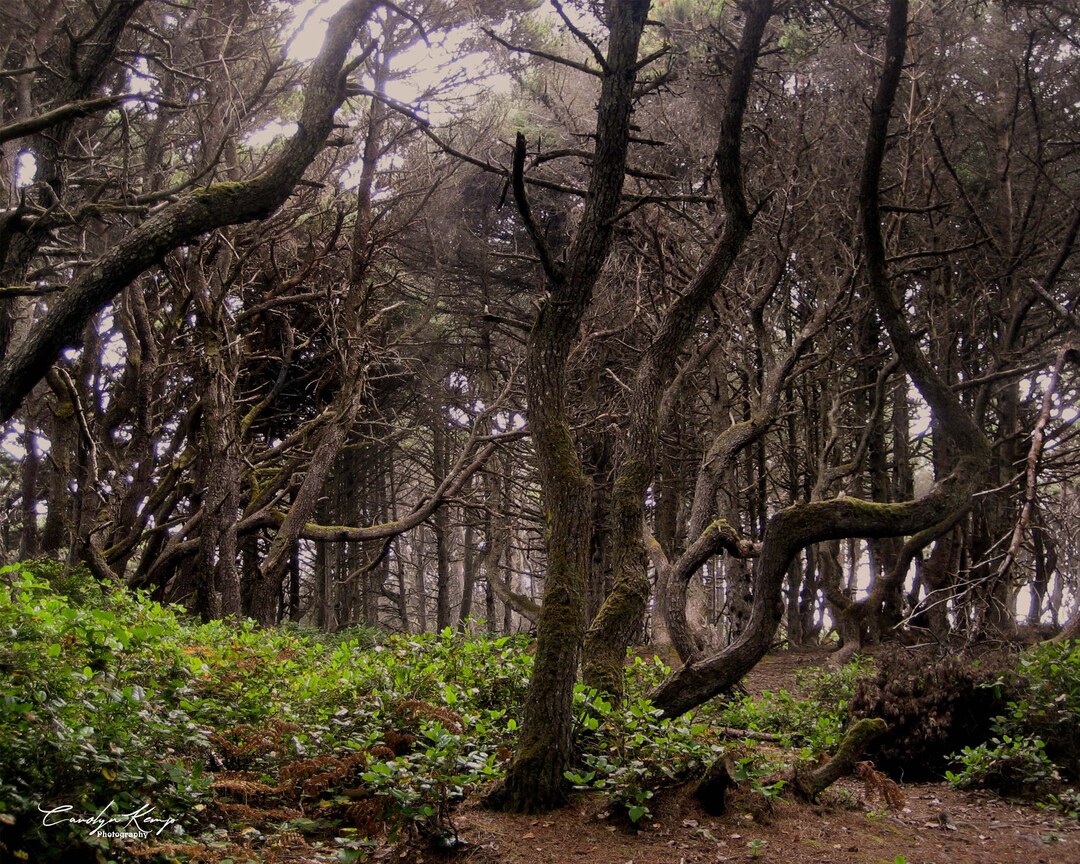Witchy Wood, Landscape Photography, Photo Print - Etsy