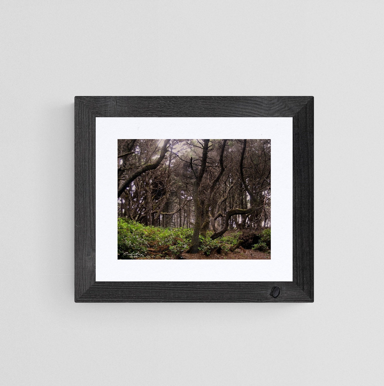 Witchy Wood, Landscape Photography, Photo Print - Etsy
