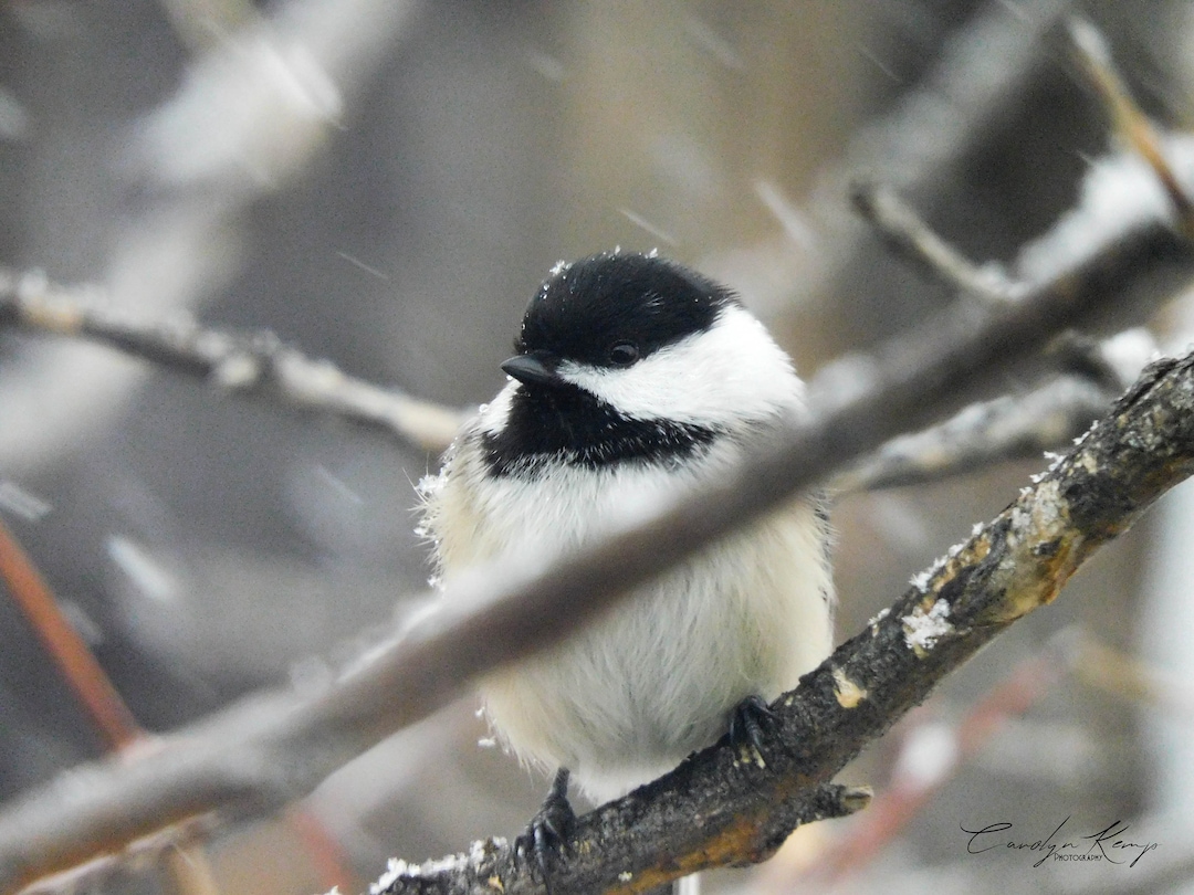 Chickadee, Wildlife Photography, Photo Print, Bird Photograpy - Etsy