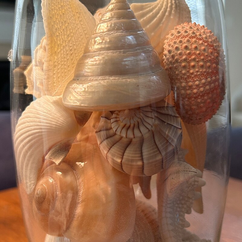Shell Vase - Etsy