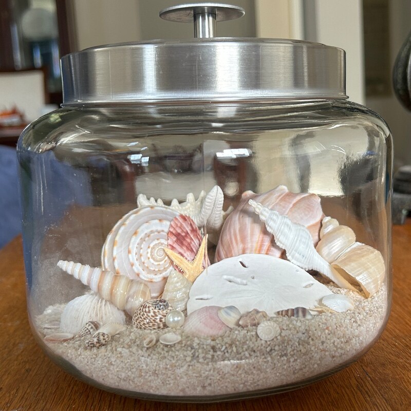 Seashell Collection - Etsy