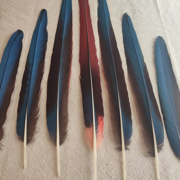 Extra Long Feathers - Etsy