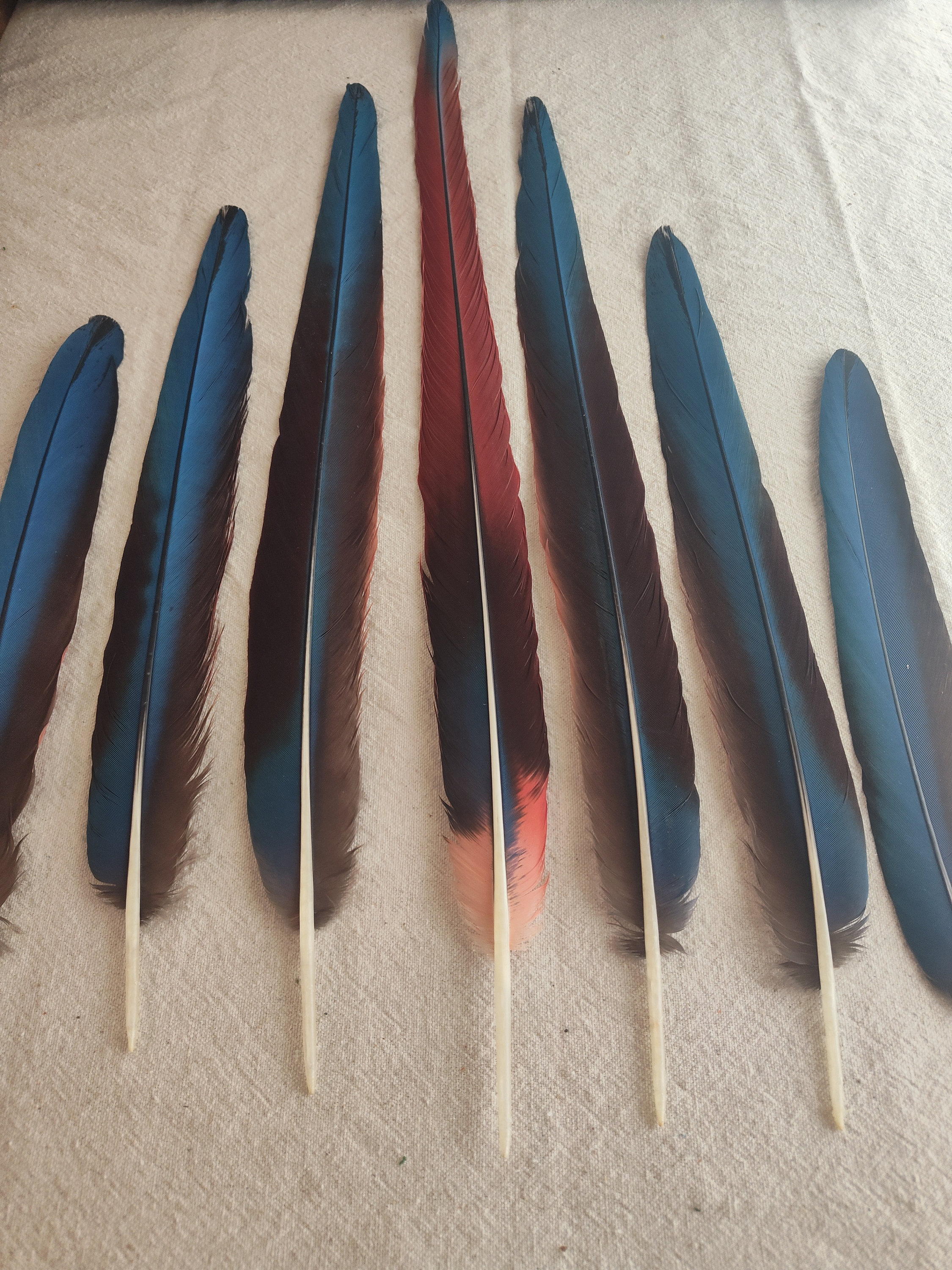 Macaw Tail Feathers, Collection of 6 Parrot Tail Feathers, Extra Long ...