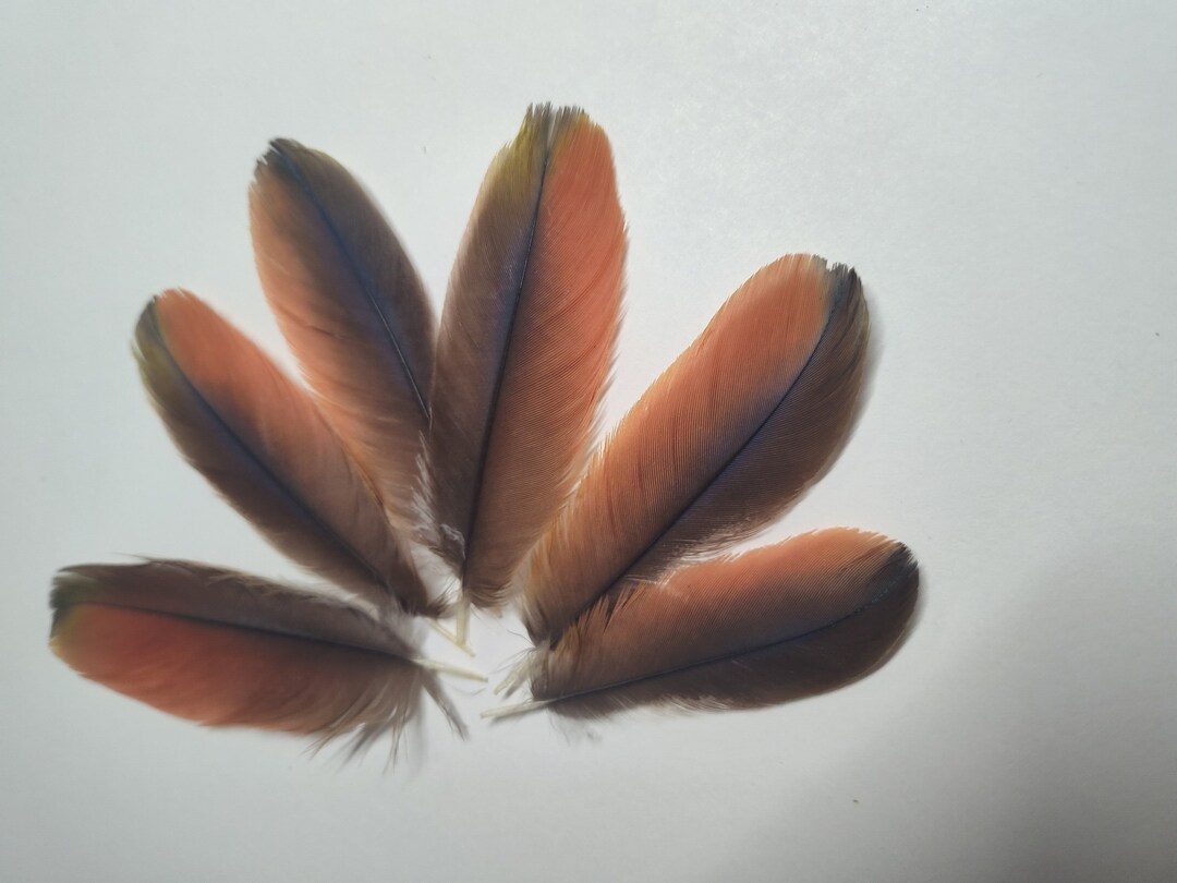Macaw Feather, Parrot Feather, Exotic Feather, Multi Colored Body ...