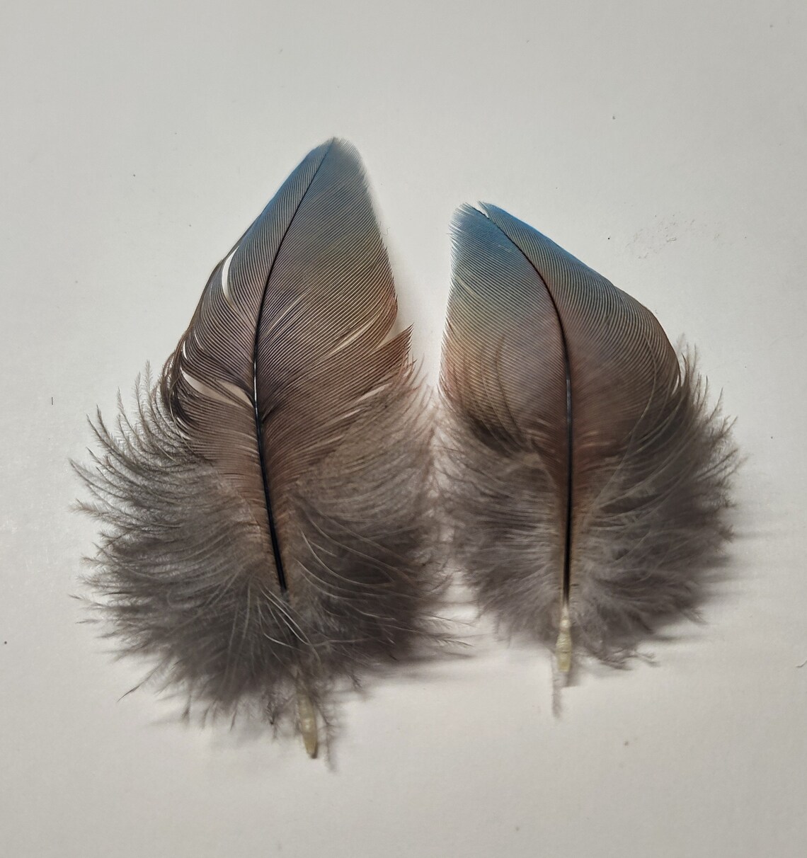 Macaw Feather, Parrot Feather, Exotic Feather, Ceremony Feathers, Green ...