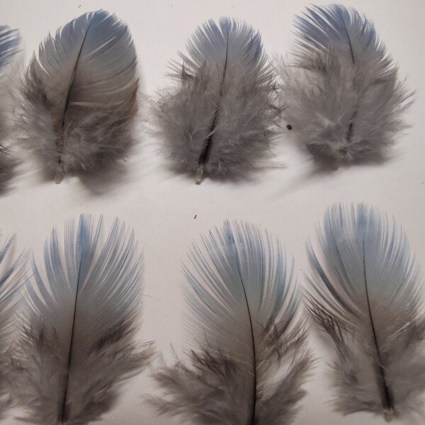 Exotic Feathers - Etsy