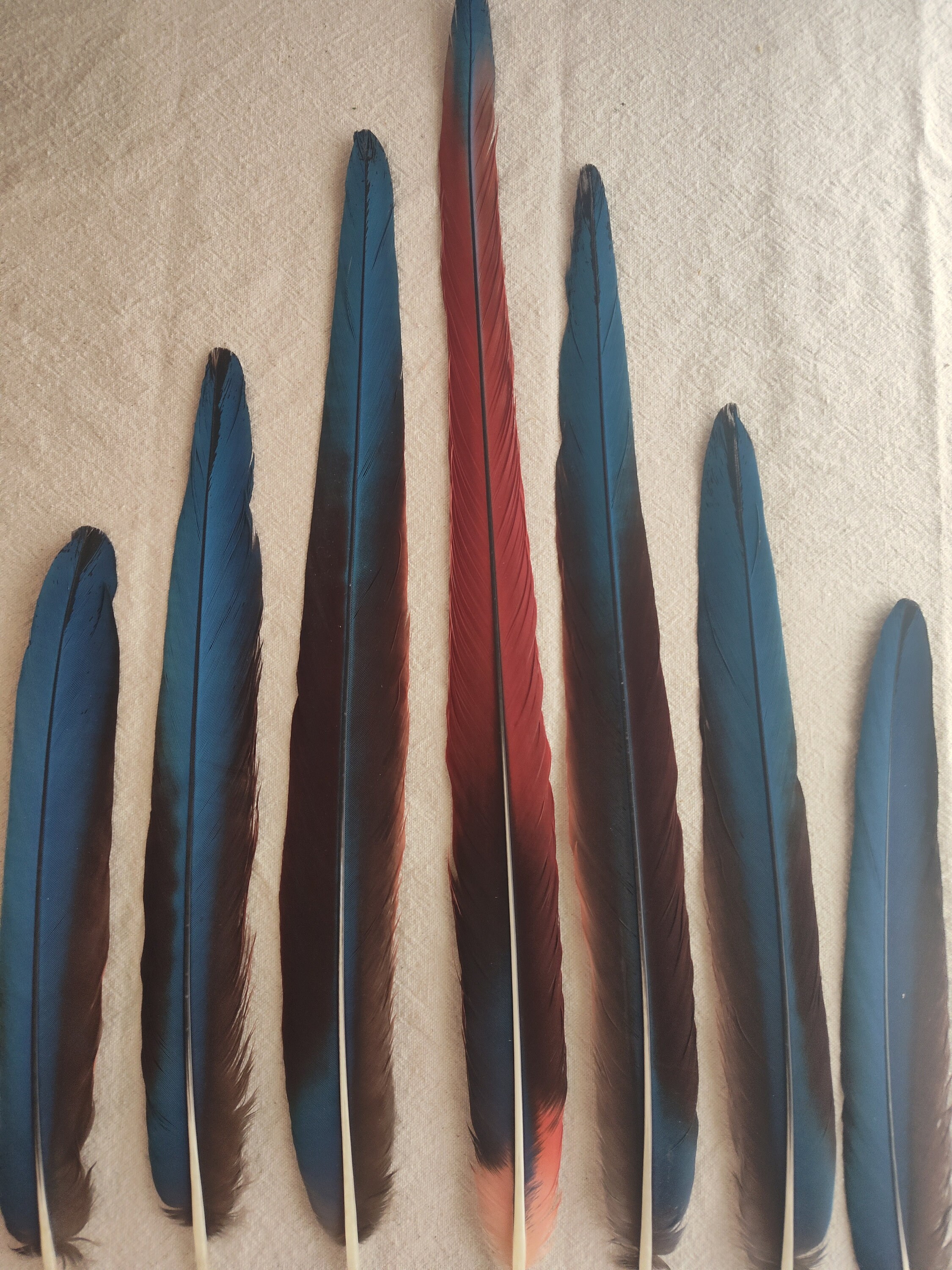 Macaw Tail Feathers, Collection of 6 Parrot Tail Feathers, Extra Long ...