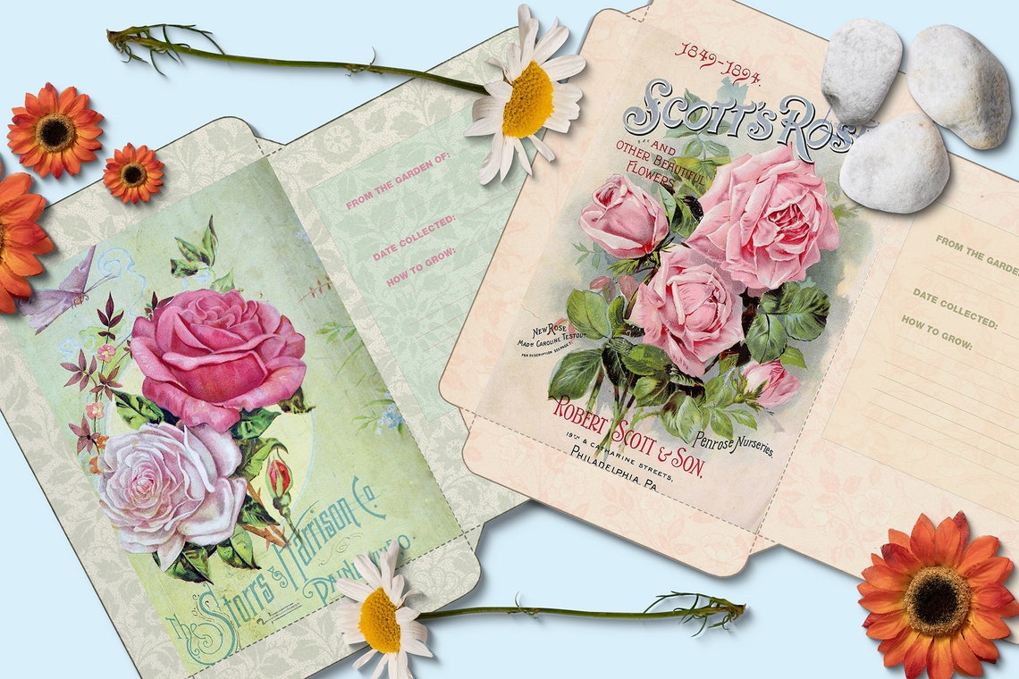 6 Vintage Garden Rose Seed Packets, Botanical Ephemera, Printable Seed ...