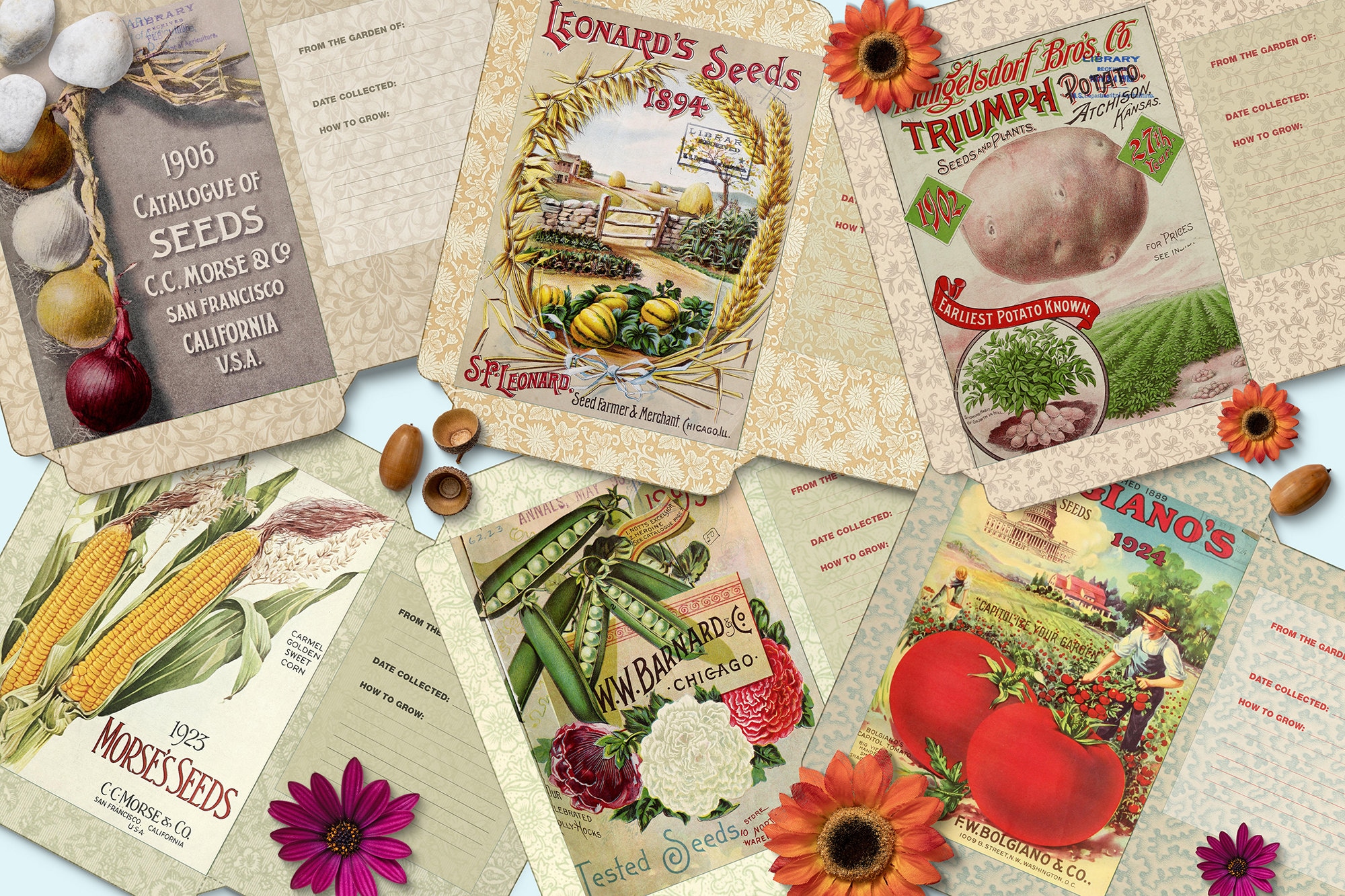 6 Printable Vegetable Seed Packets, Vintage Seed Envelopes, Botanical ...