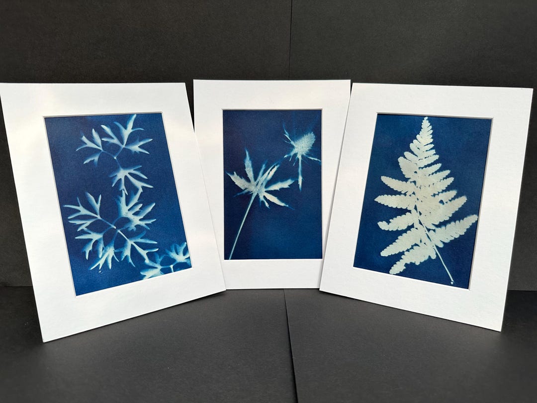 Set of 3 Original Botanical Cyanotypes - Etsy