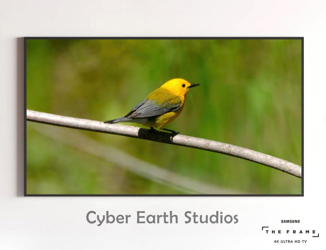 Digital Illustration for Virtual Display Yellow Bird on Branch Bright ...