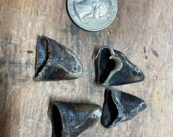 Deer Dew Claws - Etsy