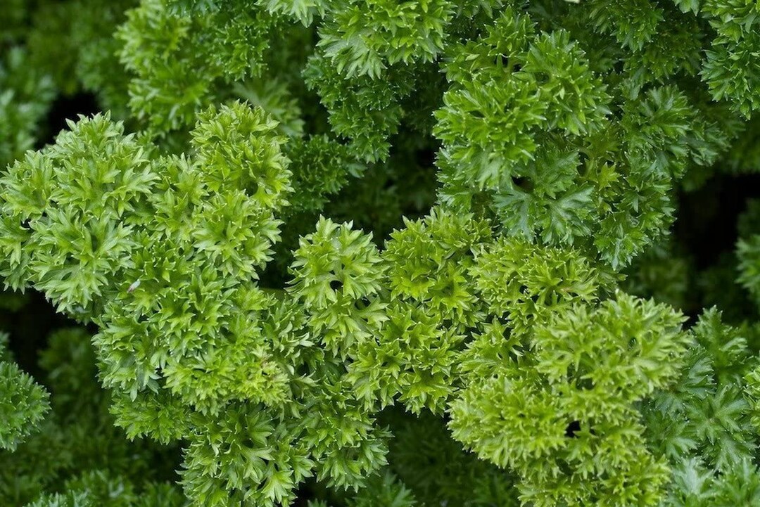 Parsley Herb Seeds , Moss Curled Parsley Seeds, "cool BEANS N Sprouts ...