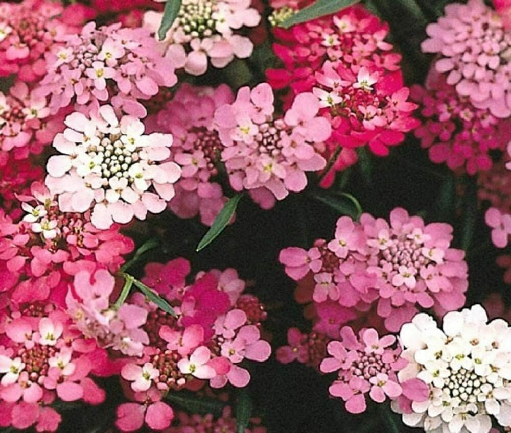 Candytuft Flower Seeds Candytuft Dwarf Fairy Mix Seeds, "cool BEANS N ...