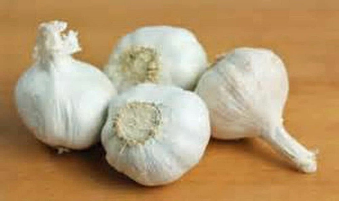 Garlic Bulbs, Whole Sold per Bulb, Ready for Planting or Preparing to ...