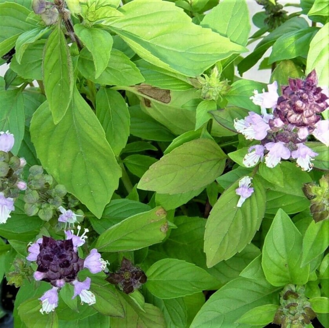 Cinnamon Basil Seeds-a Spicy and Fragrant Herb With Many Uses.-non GMO ...