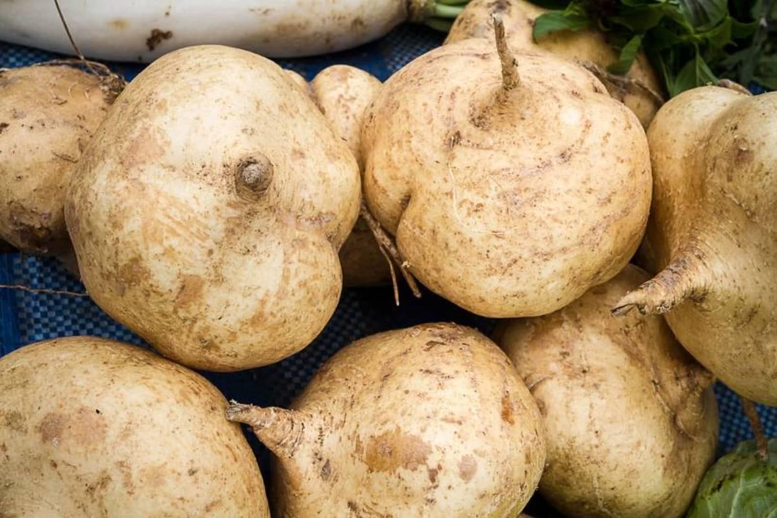 Jicama Seeds (thai Variety) , an Asian Variety of Jicama . These Are ...