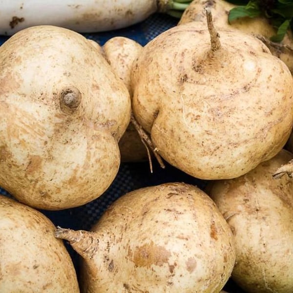 Jicama Seeds - Etsy