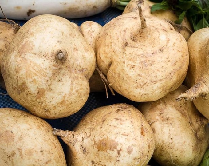 Jicama Seeds - Etsy