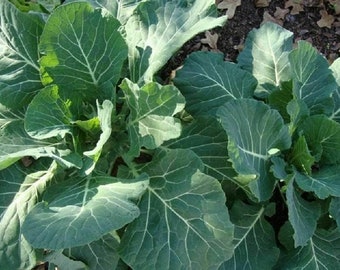 Collard Green Seeds , Champion Collard Green Seeds,cool BEANS N Sprouts ...