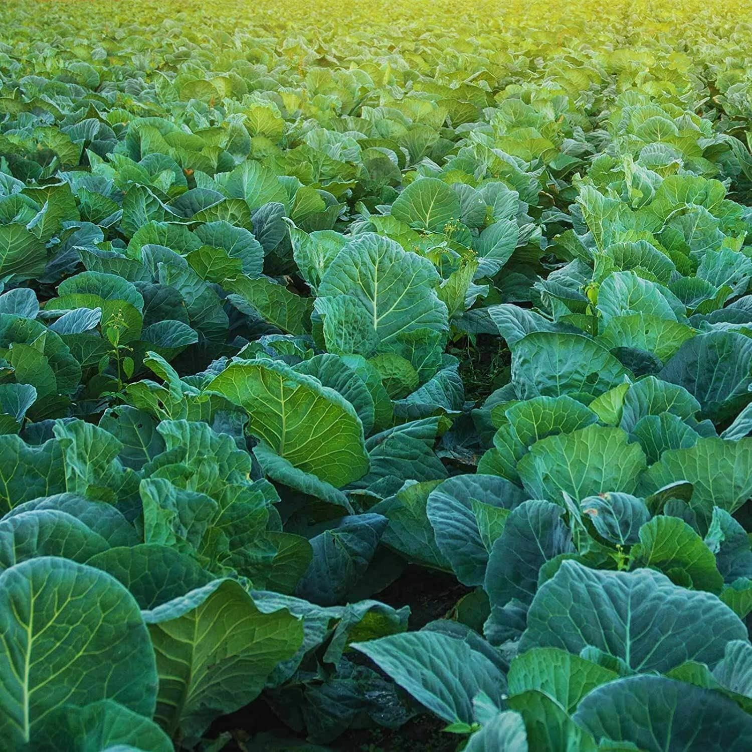 Morris Heading Collard Green Seeds, Heirloom Non-gmo - Etsy